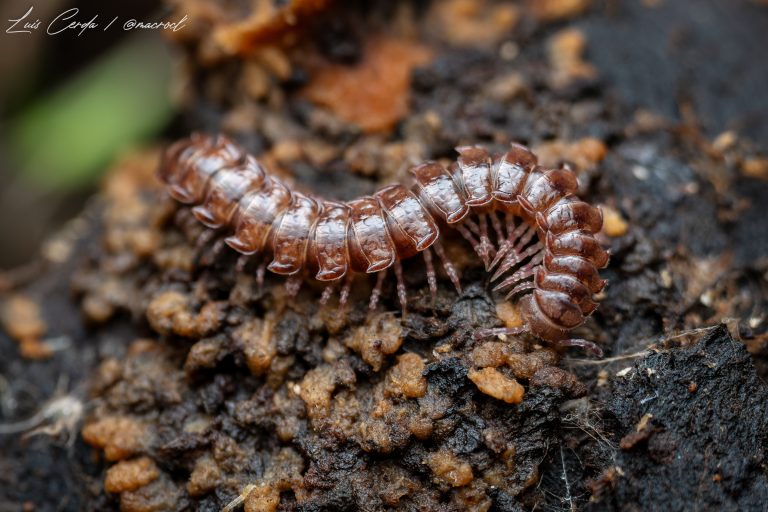 🌀 Monenchodesmus sp. – TINYPLANET